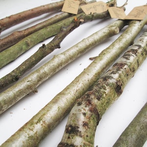 10 X 35cm Natural Mixed Species English Tree Sticks Labelled Wiccan ...