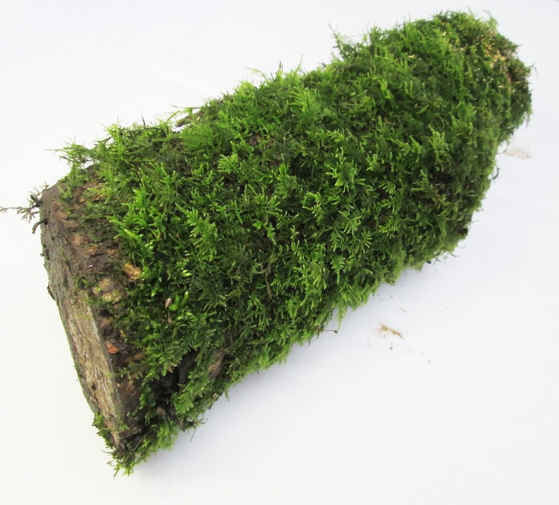 Premium Live Fresh Living Green Moss Growing on LOG Mossy - Etsy UK