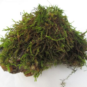 Real Mossy Moss Rock Stone Covered in Live Fresh Living Green Moss ...
