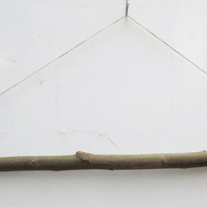 English SWEET CHESTNUT Natural Tree Branch Stick Rustic Weaving Macramé ...