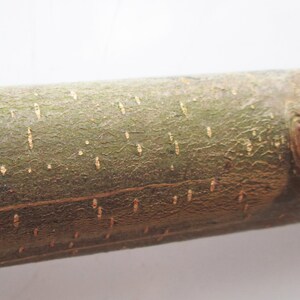 English SWEET CHESTNUT Natural Tree Branch Stick Rustic Weaving Macramé ...