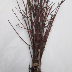 Natural Bunch of Native DOGWOOD Twigs Sticks From Sustainable English ...