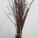 Natural Bunch of Native DOGWOOD Twigs Sticks From Sustainable English ...