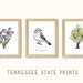 Tennessee State Wall Art Tennessee Prints Tennessee State Bird ...