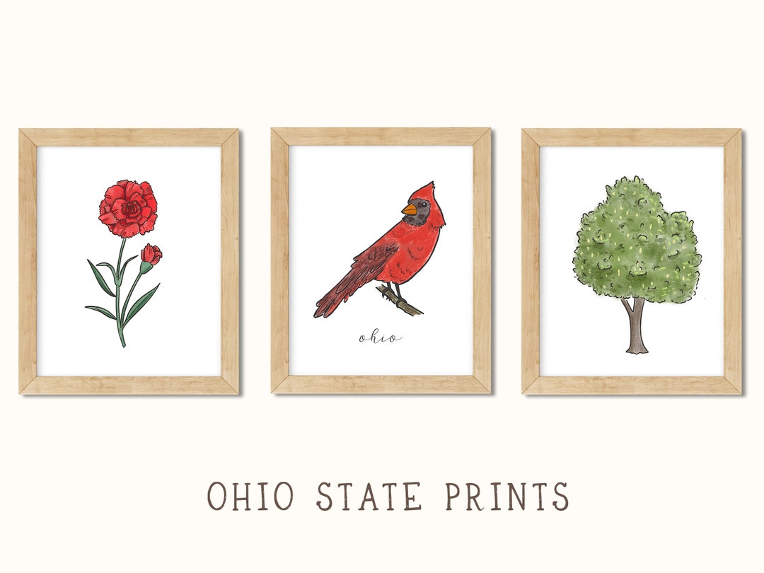 Ohio State Symbols Prints: Scarlet Carnation, Buckeye Tree & Cardinal ...