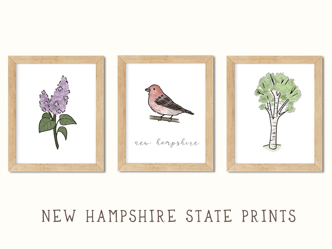 New Hampshire State Symbol Prints: Bird, Flower, Tree Art Set - Etsy