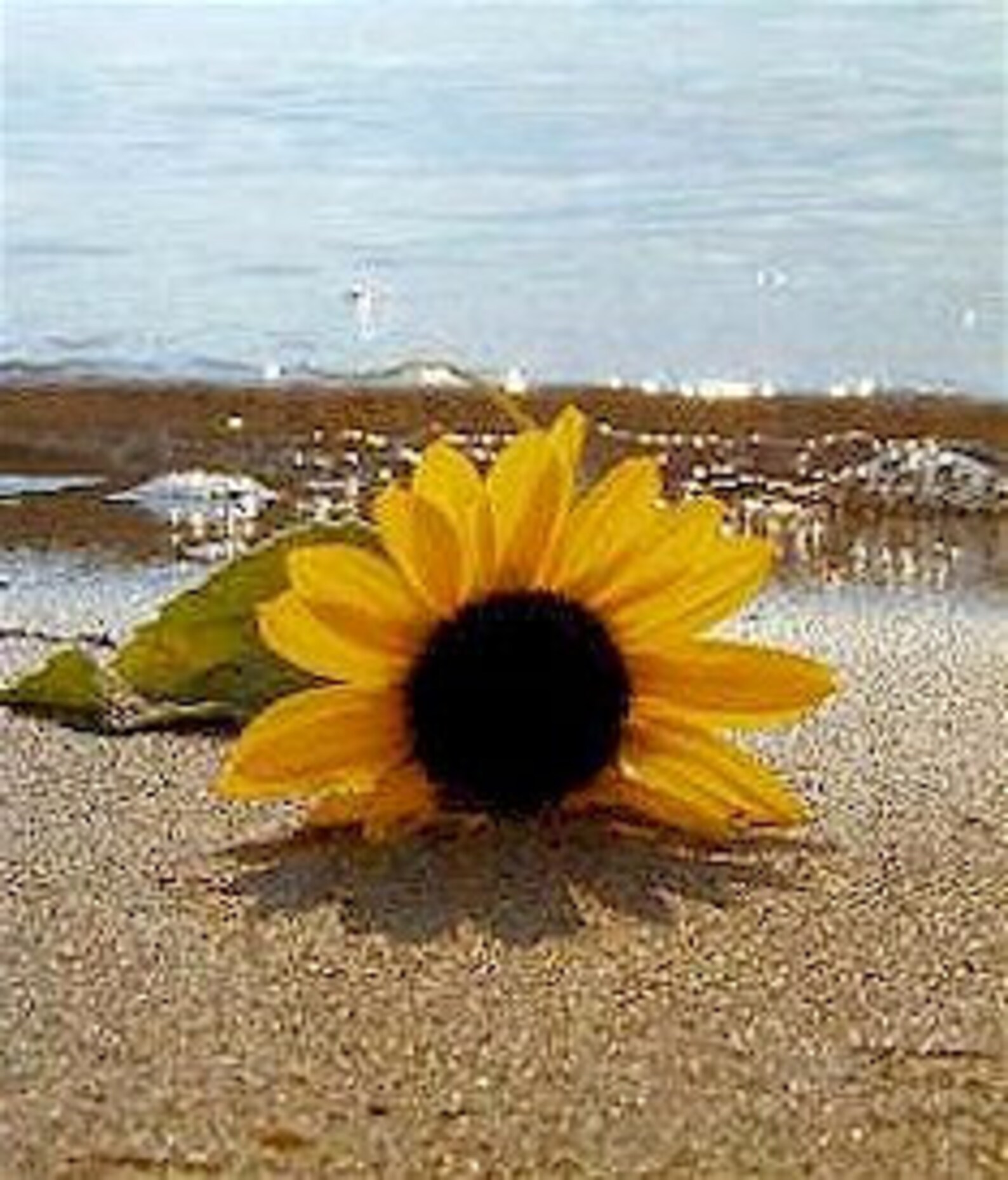 Sunflower and Sea Mist™ Fragrance Oil for Candle Making 3 - Etsy
