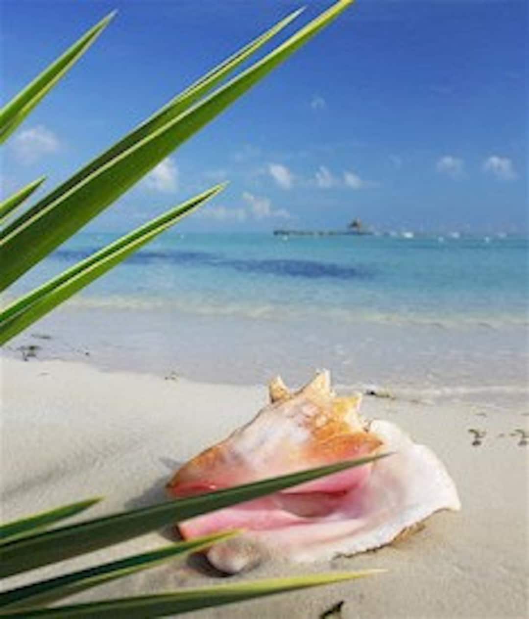 Seashells™ - Fragrance Oil for Candle Making (3 Sizes) - Etsy