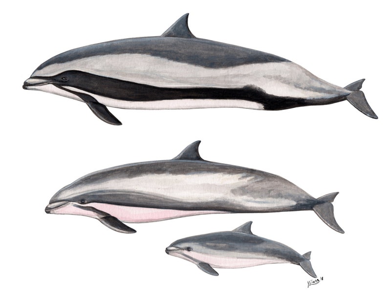 Pacific Spotted Dolphin ORIGINAL WATERCOLOR PAINTING - Watercolour ...