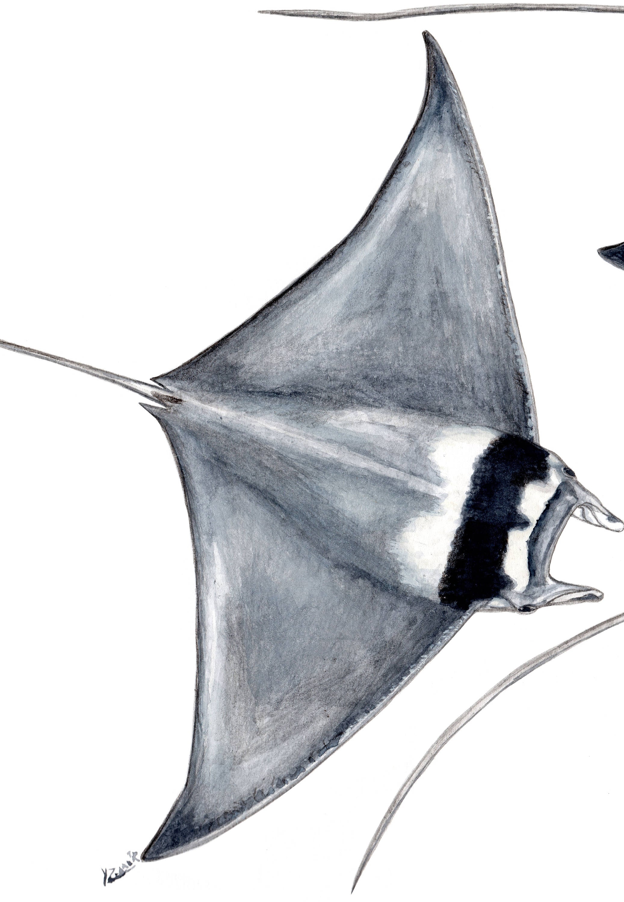 Devil Fish Manta Ray - ORIGINAL WATERCOLOUR PAINTING - Mobula Mobular ...