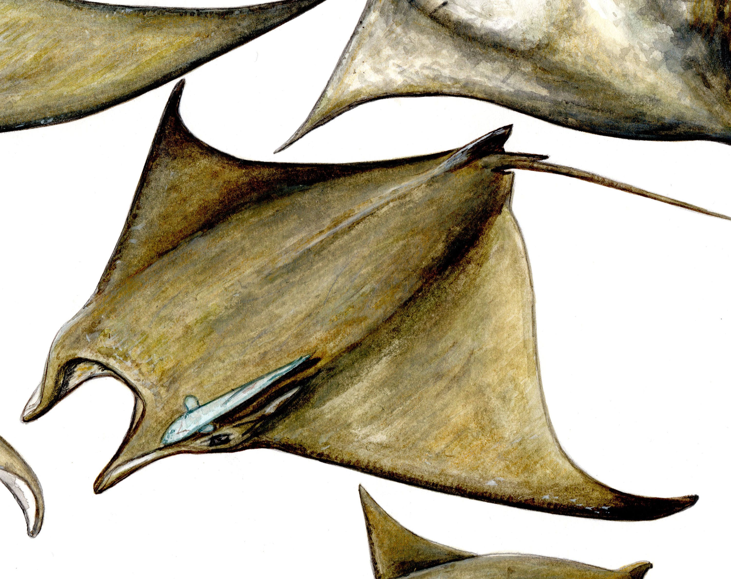 Chilean Devil Manta Ray ORIGINAL WATERCOLOUR PAINTING Mobula Tarapacana ...