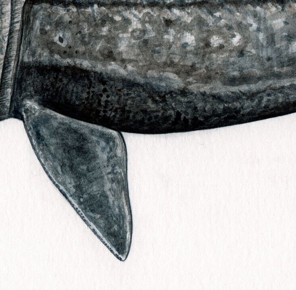 Basking Shark - ORIGINAL WATERCOLOUR PAINTING - Shark Painting - Shark ...