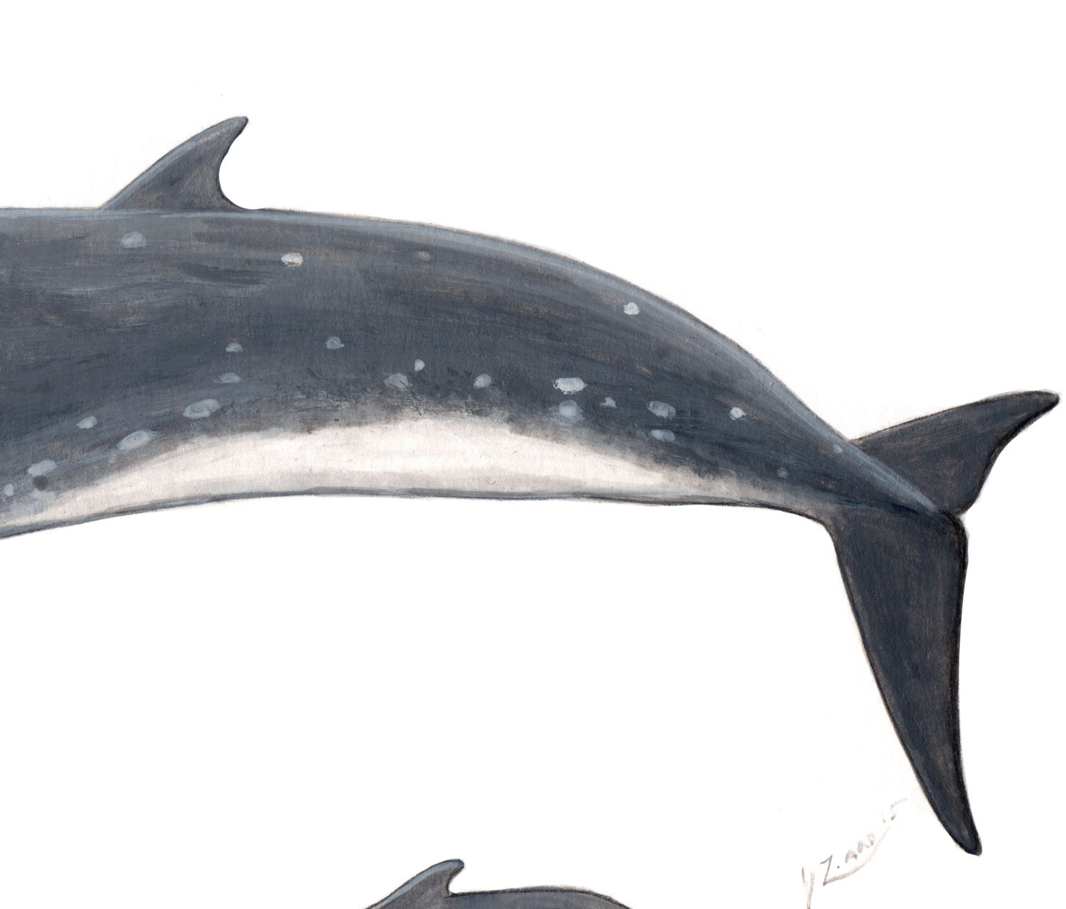 Sei Whale - ORIGINAL WATERCOLOUR PAINTING, Whale Art Whale Painting Art ...
