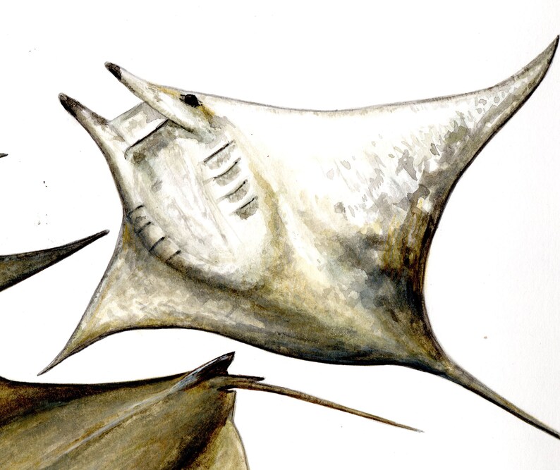 Chilean Devil Manta Ray - ORIGINAL WATERCOLOUR PAINTING - Mobula ...