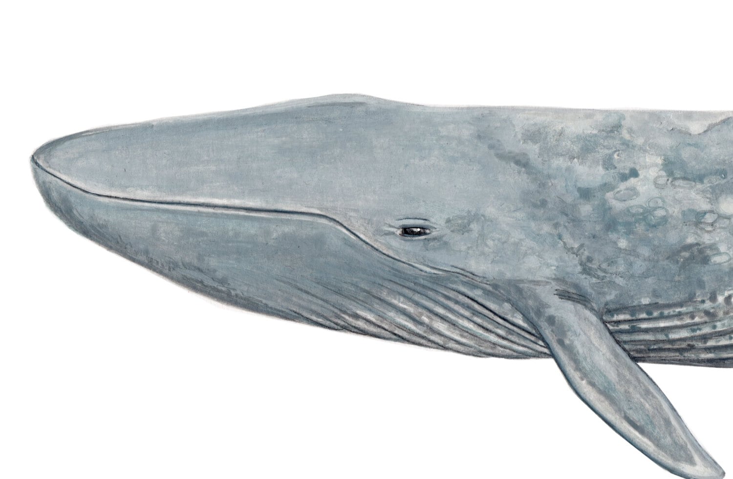 Blue Whale - ORIGINAL WATERCOLOUR PAINTING - Whale Art - Whale Decor ...