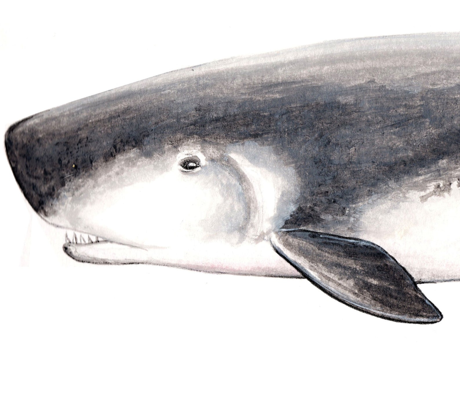 Pygmy Sperm Whale ORIGINAL WATERCOLOR PAINTING - Kogia Breviceps ...