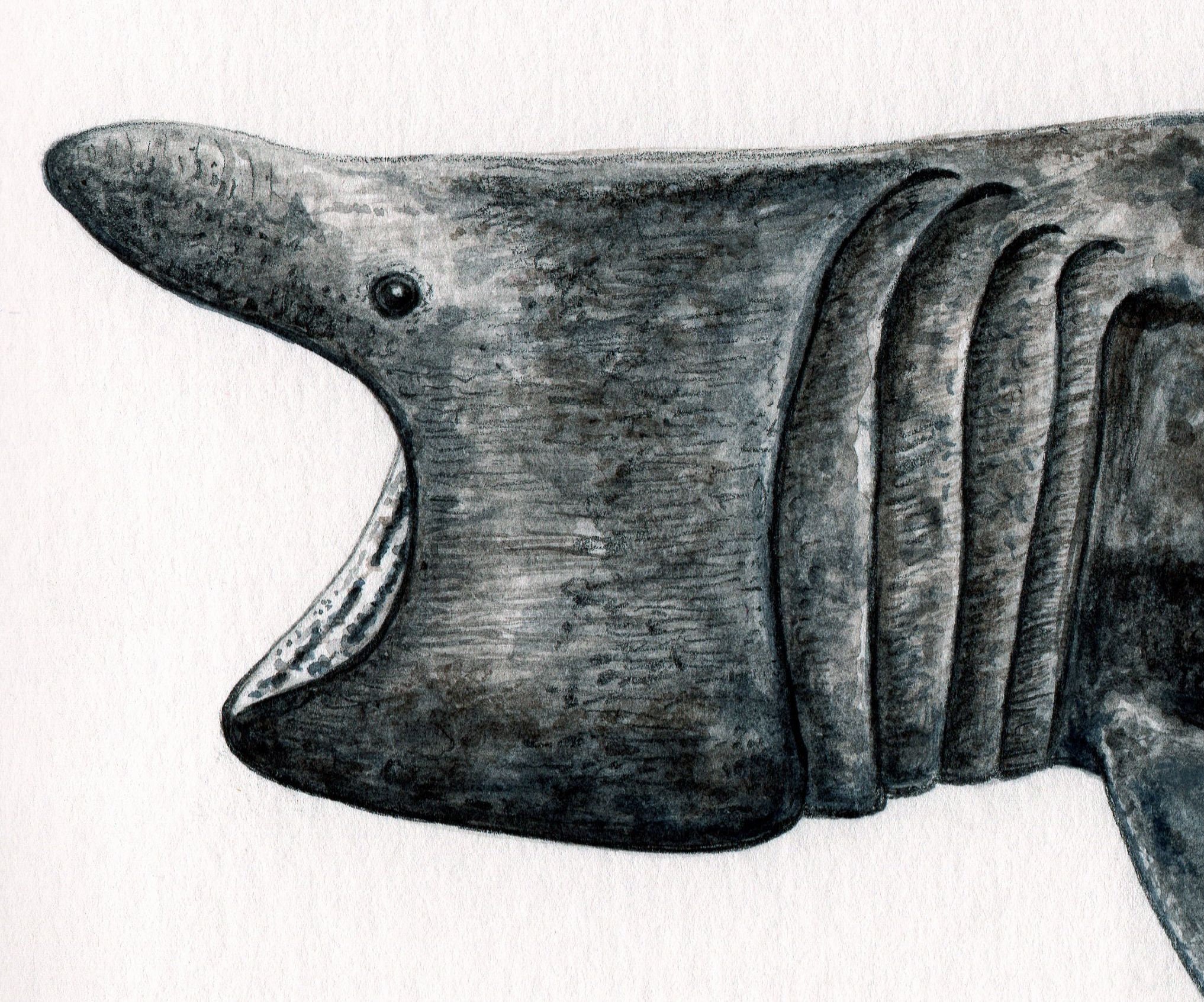Basking Shark - ORIGINAL WATERCOLOUR PAINTING - Shark Painting - Shark ...