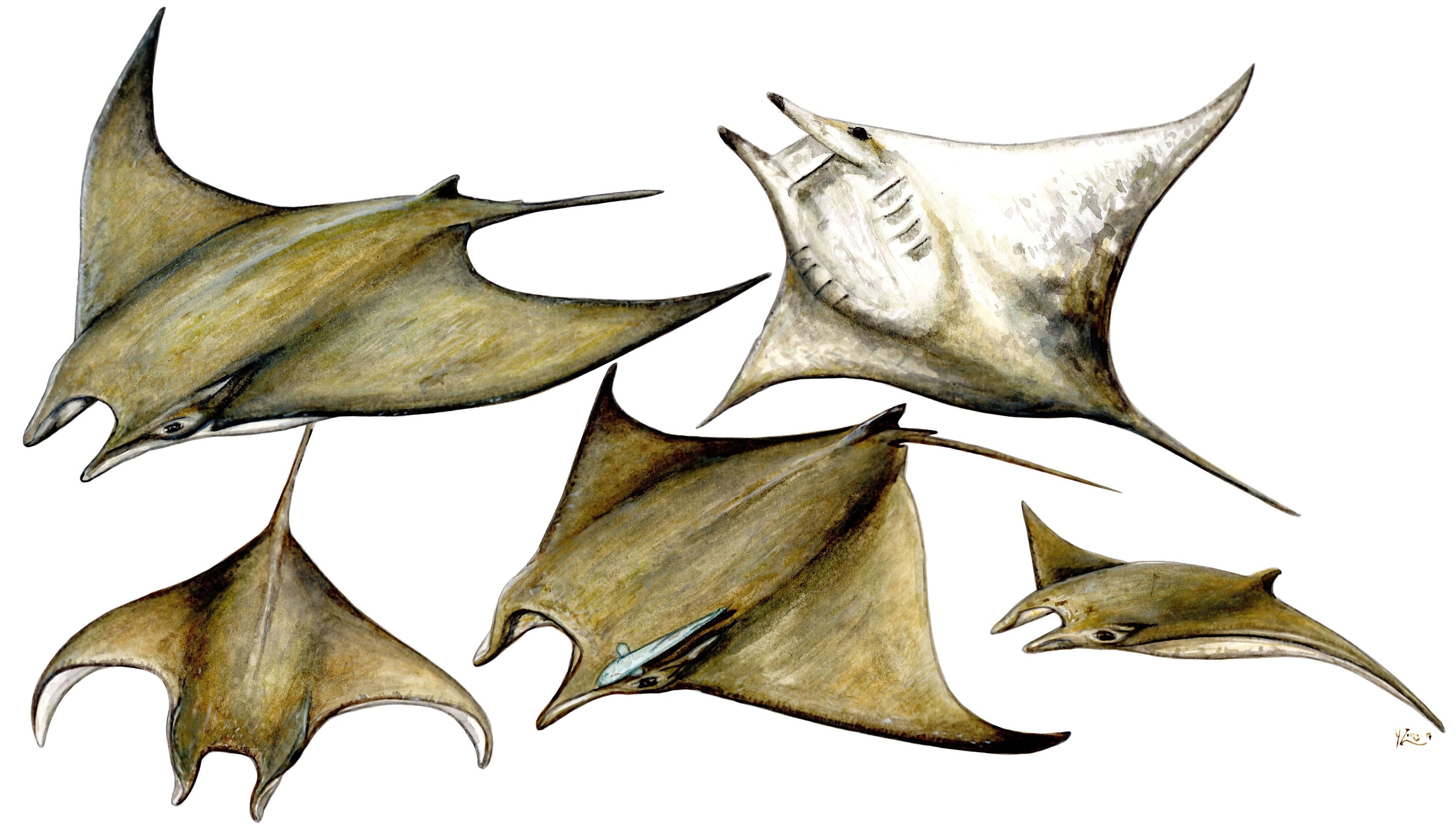 Chilean Devil Manta Ray ORIGINAL WATERCOLOUR PAINTING Mobula Tarapacana ...