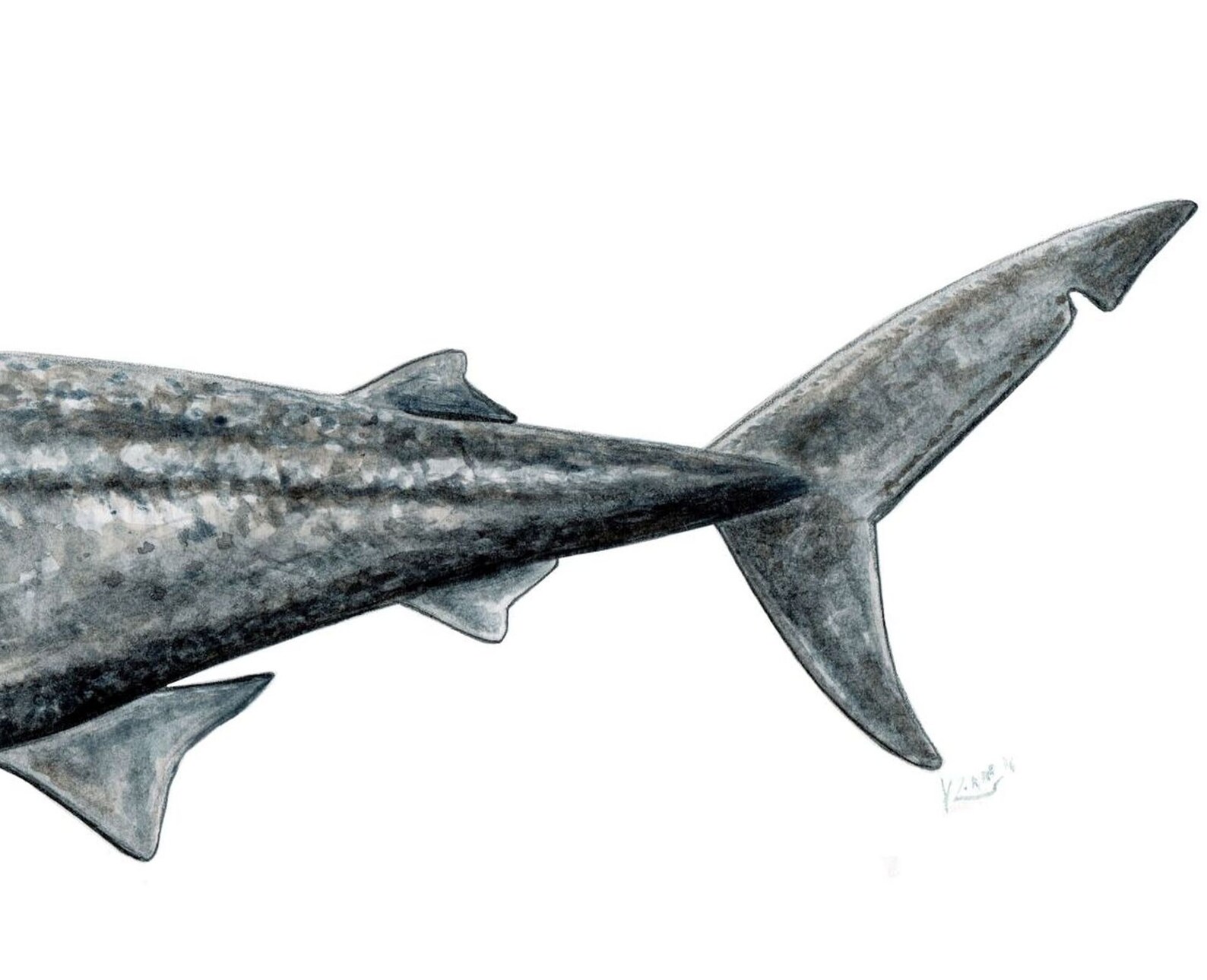 Basking Shark - ORIGINAL WATERCOLOUR PAINTING - Shark Painting - Shark ...