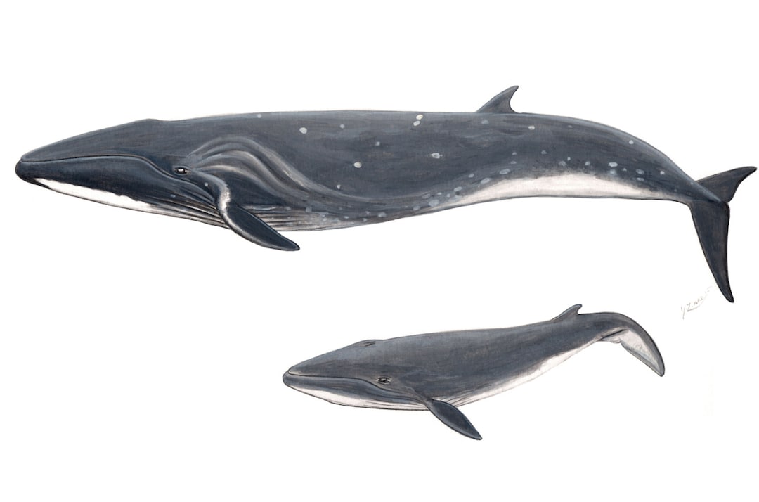 Sei Whale - ORIGINAL WATERCOLOUR PAINTING, Whale Art Whale Painting Art ...