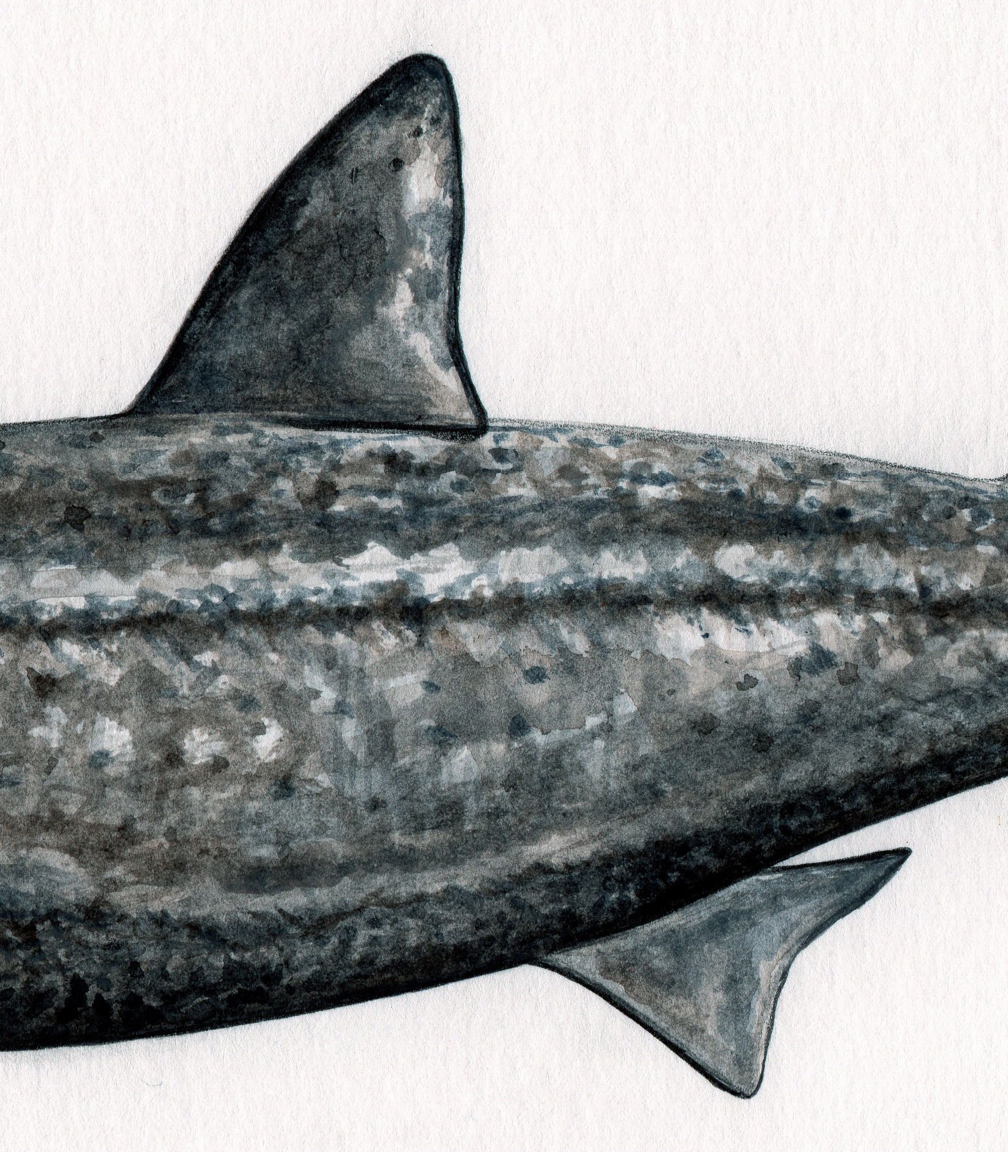 Basking Shark - ORIGINAL WATERCOLOUR PAINTING - Shark Painting - Shark ...