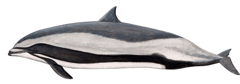 Pacific Spotted Dolphin ORIGINAL WATERCOLOR PAINTING - Watercolour ...