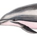 Pacific Spotted Dolphin ORIGINAL WATERCOLOR PAINTING - Watercolour ...