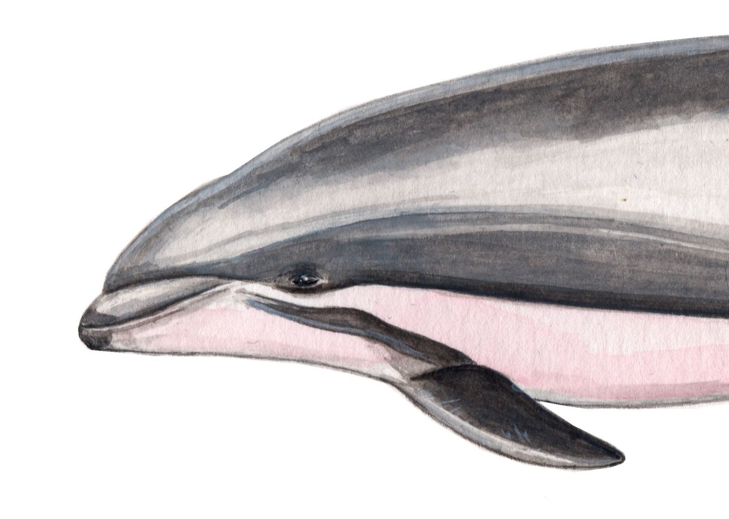Pacific Spotted Dolphin ORIGINAL WATERCOLOR PAINTING - Watercolour ...