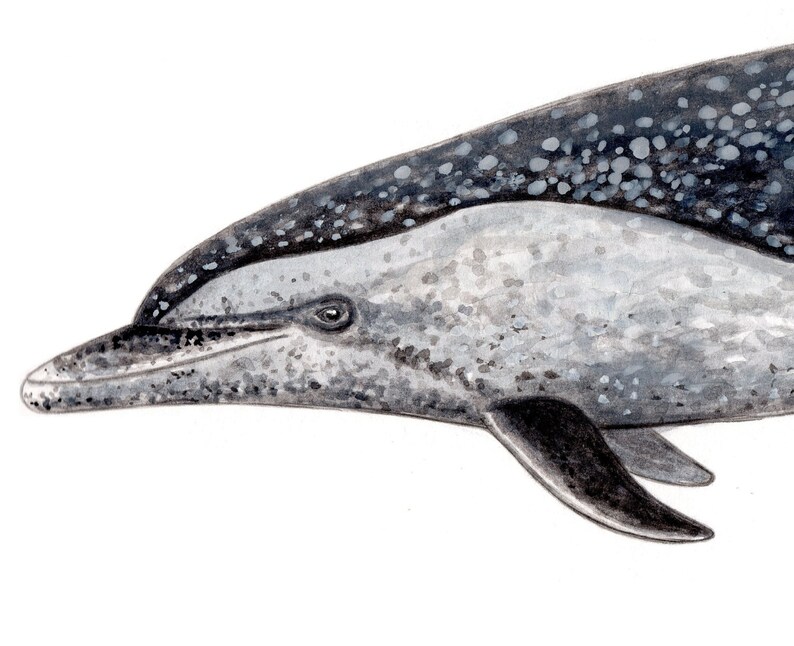 Pacific Spotted Dolphin ORIGINAL WATERCOLOR PAINTING - Watercolour ...