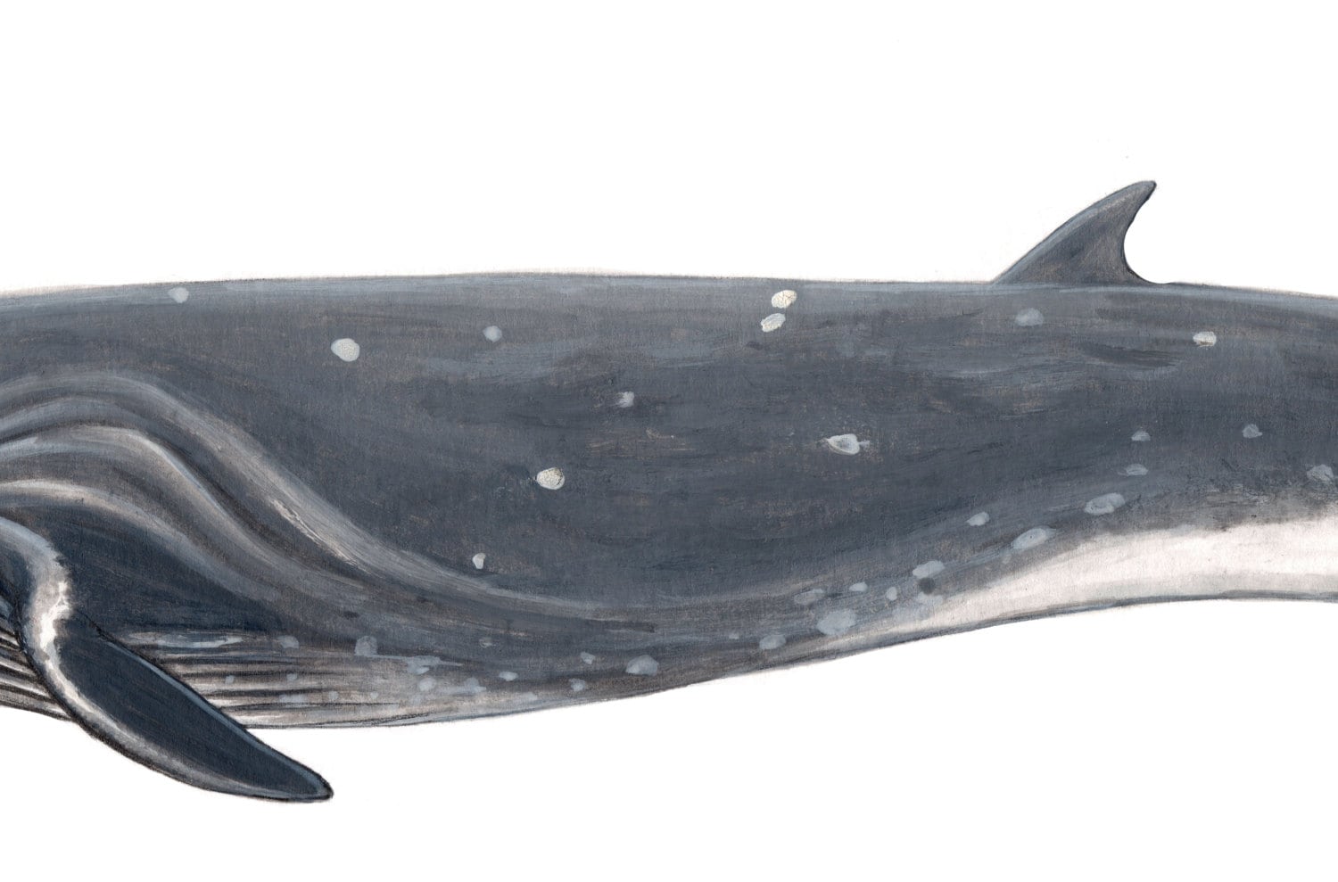 Sei Whale - ORIGINAL WATERCOLOUR PAINTING, Whale Art Whale Painting Art ...