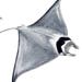 Devil Fish Manta Ray - ORIGINAL WATERCOLOUR PAINTING - Mobula Mobular ...