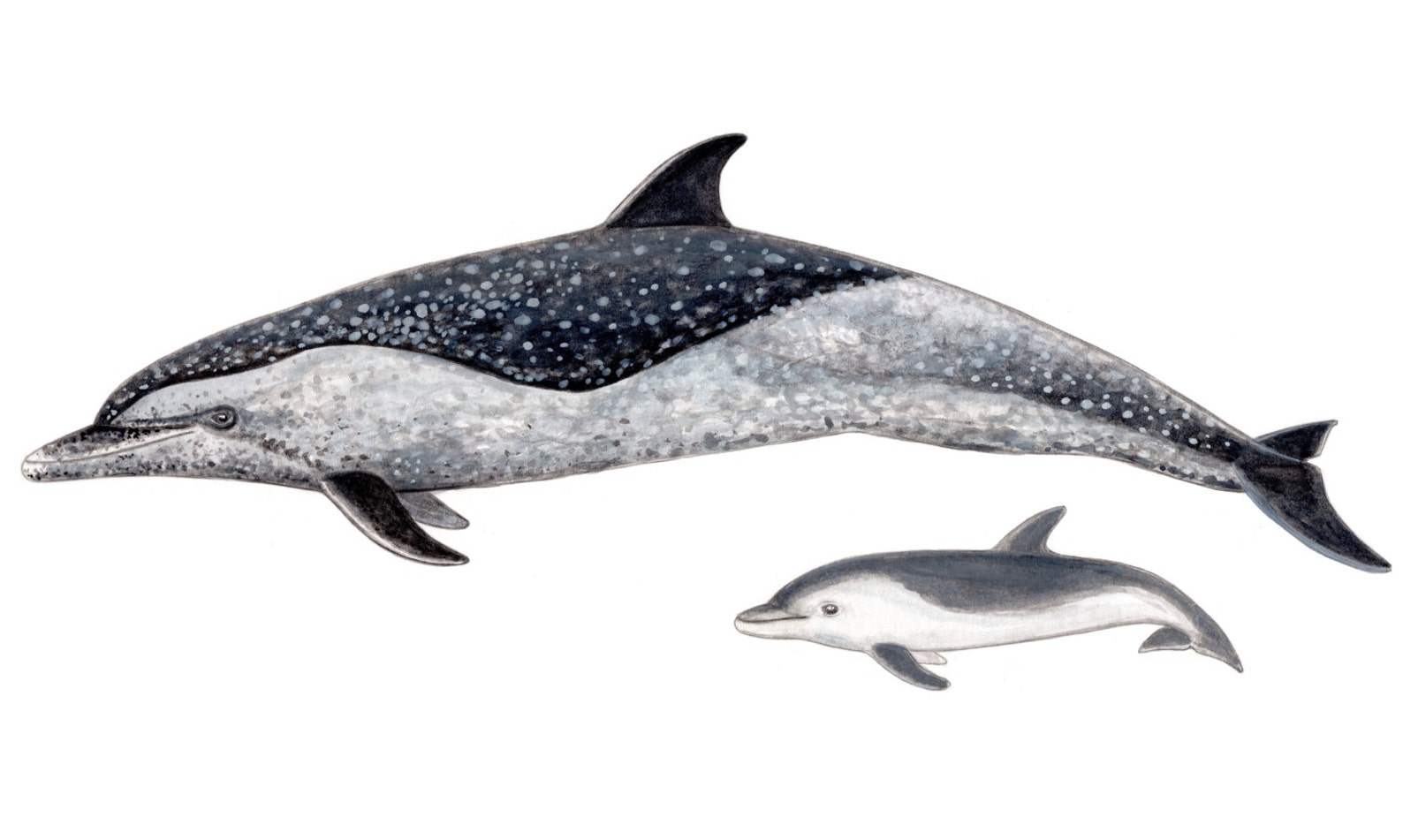 Pacific Spotted Dolphin ORIGINAL WATERCOLOR PAINTING - Watercolour ...