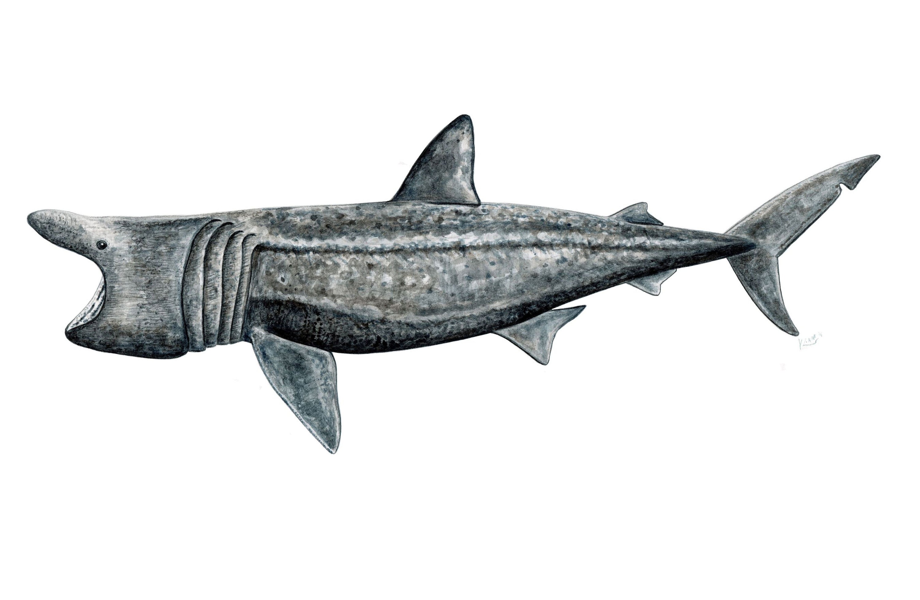 Basking Shark - ORIGINAL WATERCOLOUR PAINTING - Shark Painting - Shark ...