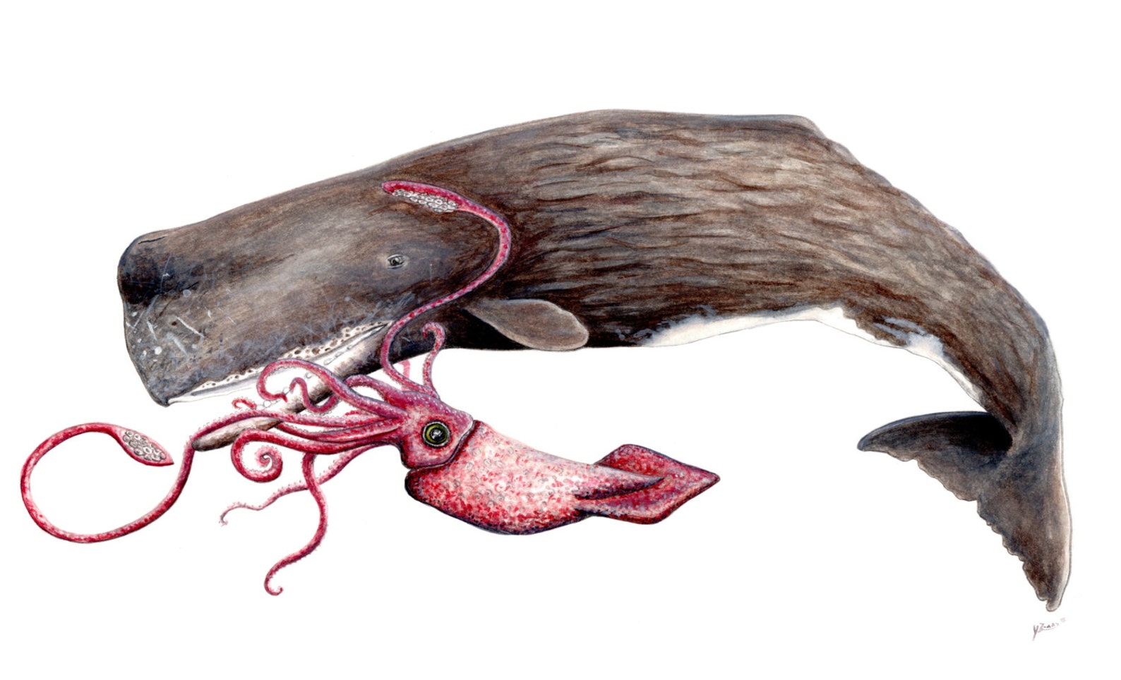 Sperm Whale Versus Squid- ORIGINAL WATERCOLOR PAINTING- Watercolour ...