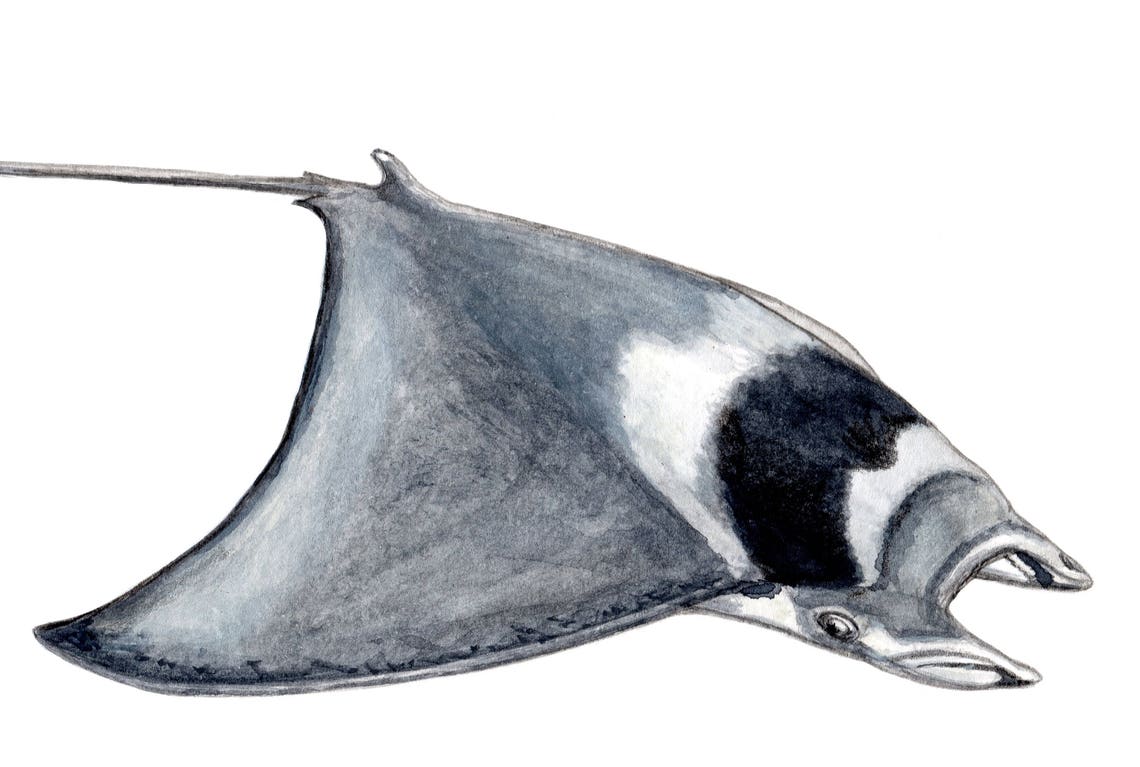 Devil Fish Manta Ray - ORIGINAL WATERCOLOUR PAINTING - Mobula Mobular ...