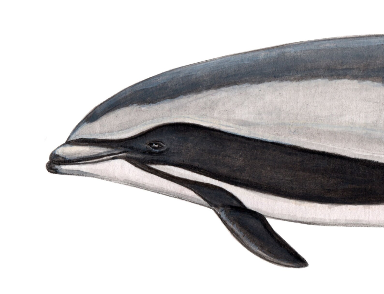 Pacific Spotted Dolphin ORIGINAL WATERCOLOR PAINTING - Etsy