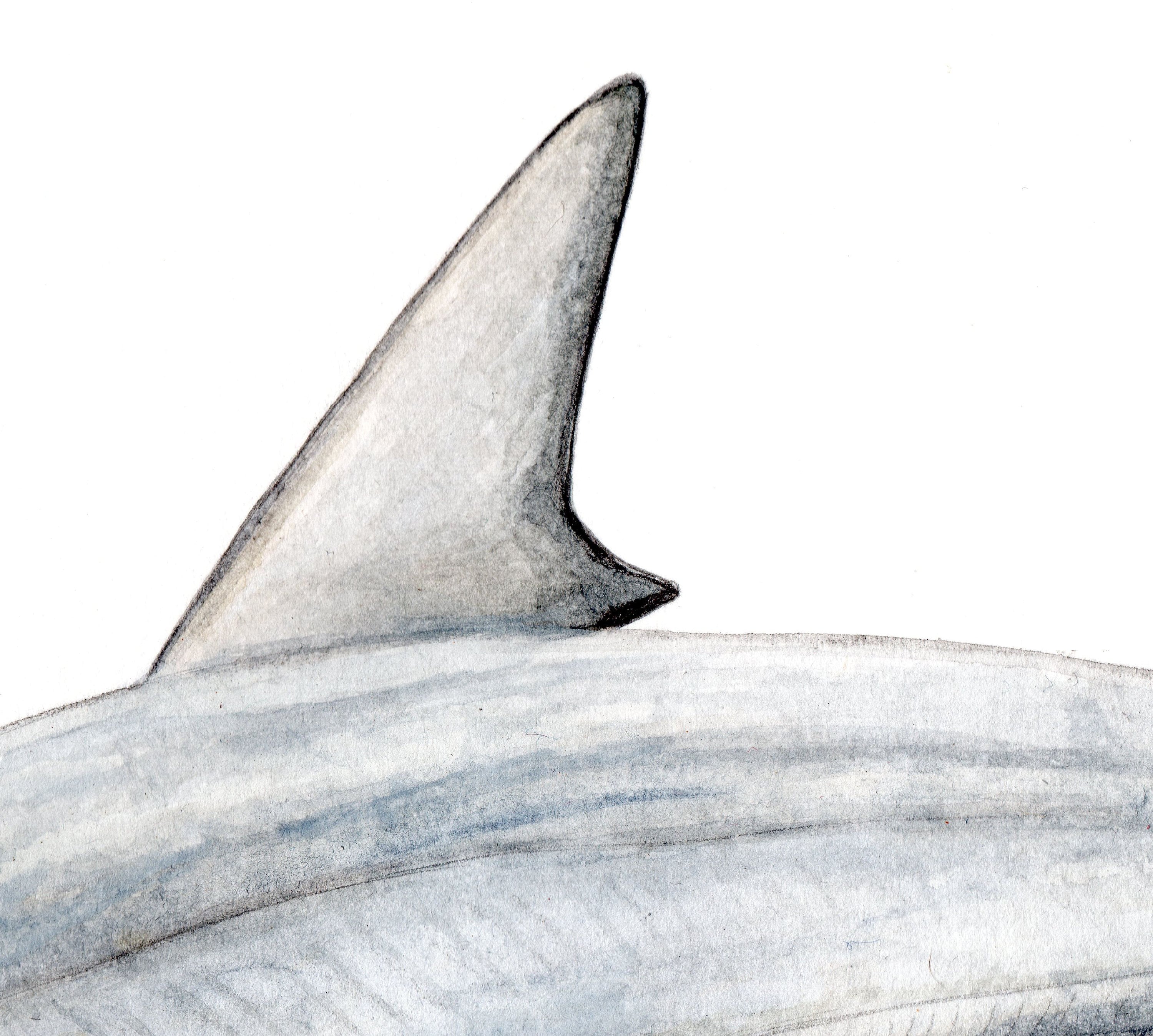 Smooth Hammerhead Shark - ORIGINAL WATERCOLOUR PAINTING - Shark ...