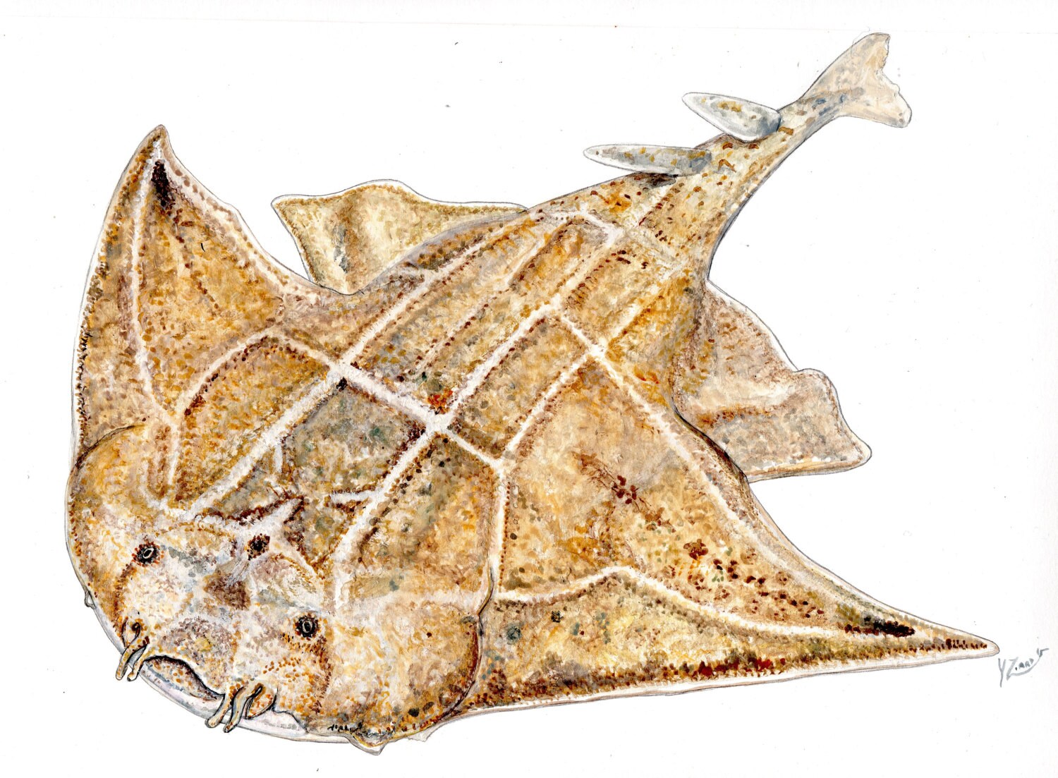 Angelote - ACUARELA ORIGINAL PINTURA - Pintura tiburón - Squatina ...