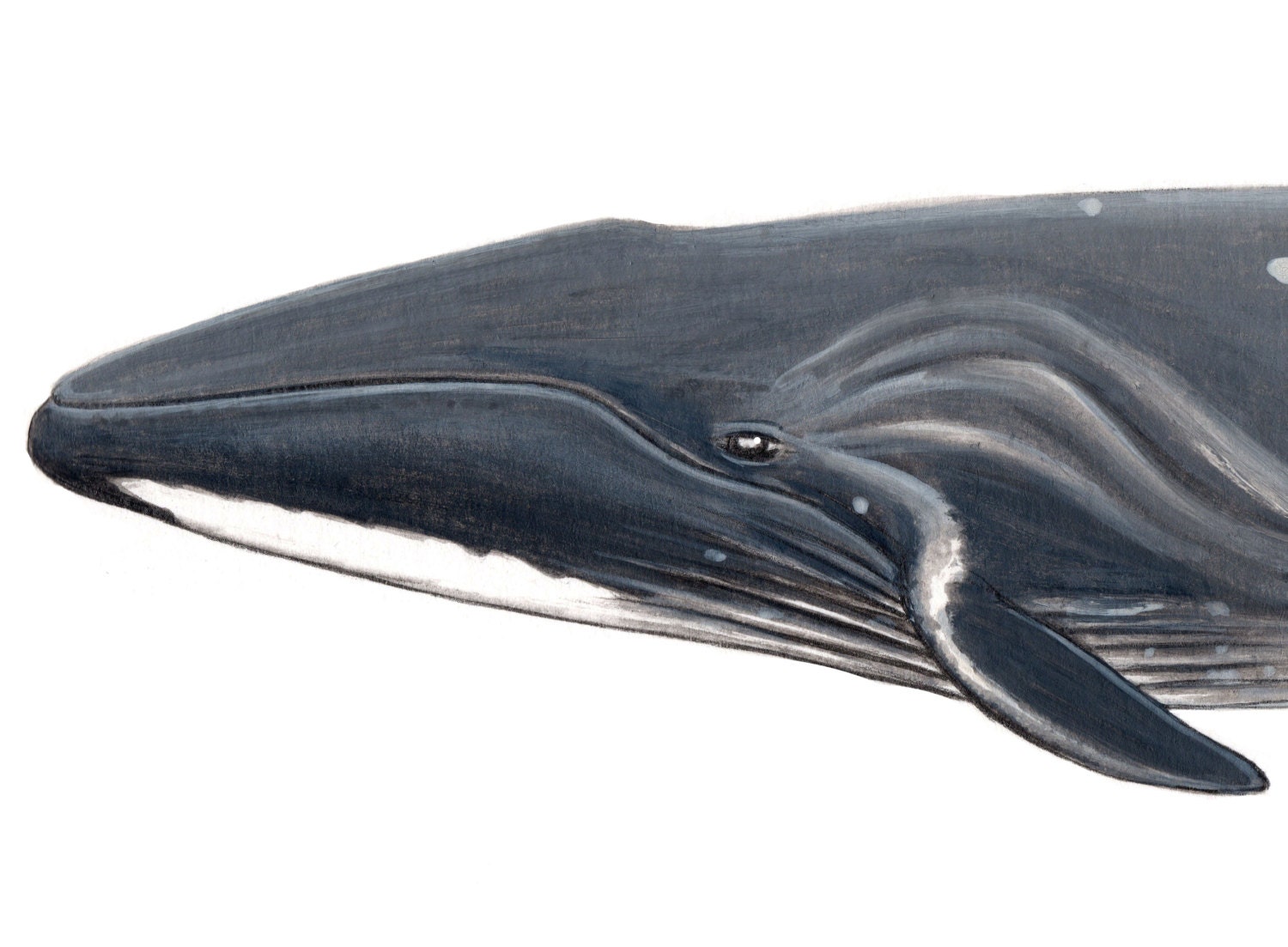 Sei Whale - ORIGINAL WATERCOLOUR PAINTING, Whale Art Whale Painting Art ...