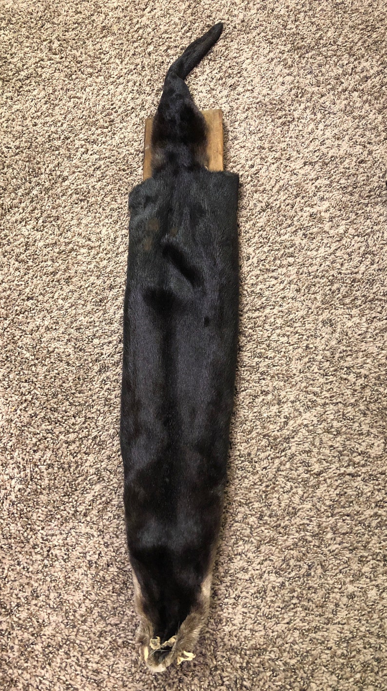 Tanned Fur - River Otter Hides - Etsy