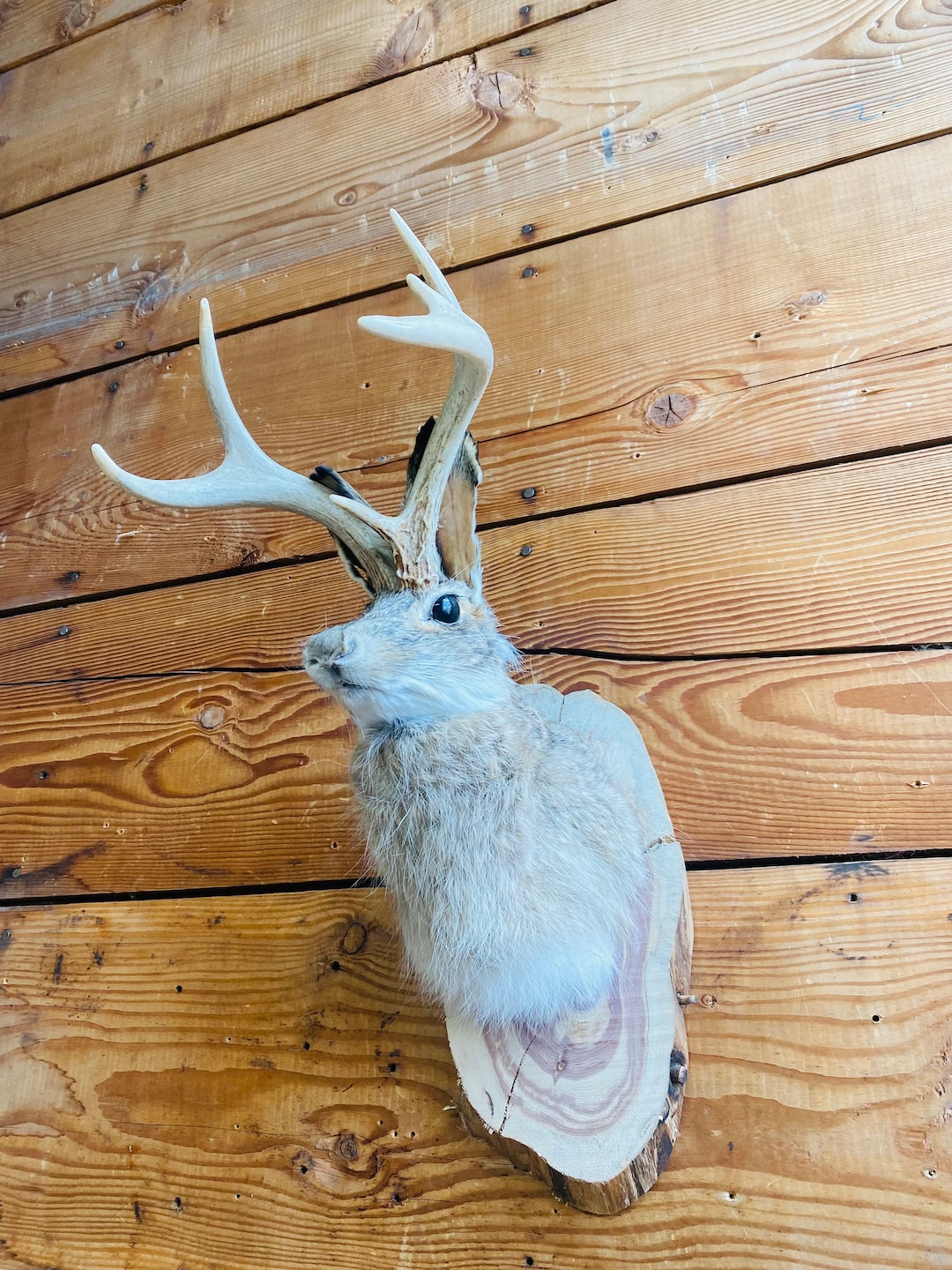 Jack-a-lope Taxidermy Mount - Rabbit Deer Hydrid Shoulder Mount ...