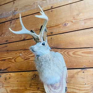 Jack-a-lope Taxidermy Mount - Rabbit Deer Hydrid Shoulder Mount ...