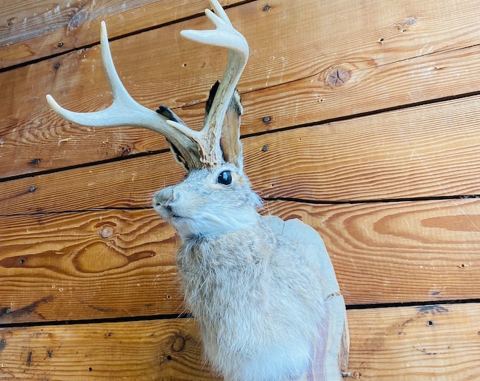 Jack-a-lope Taxidermy Mount - Rabbit Deer Hydrid Shoulder Mount ...