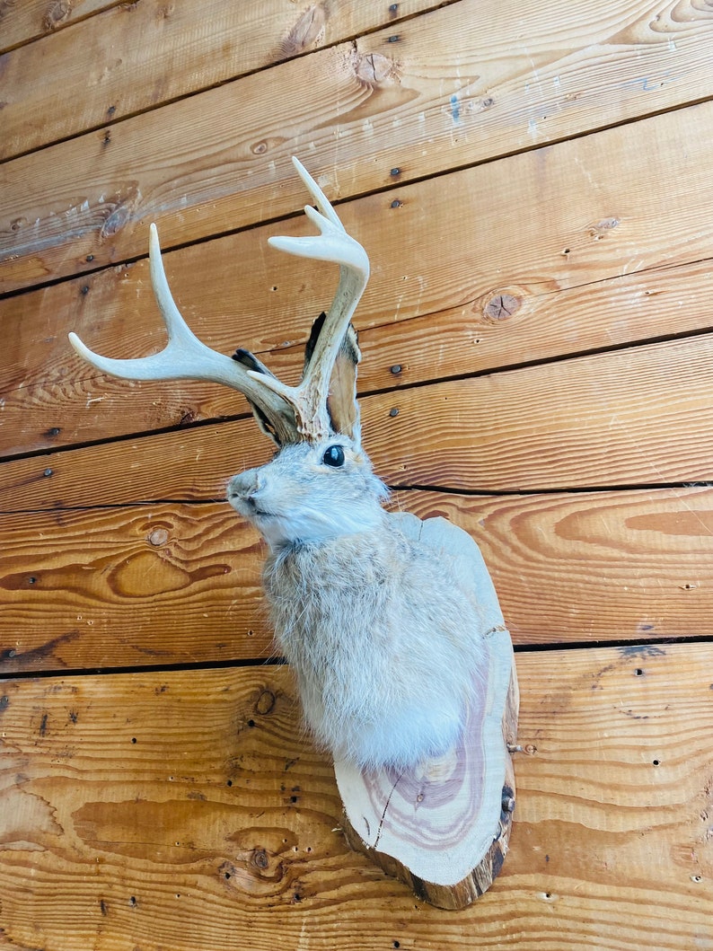 Jack-a-lope Taxidermy Mount Rabbit Deer Hydrid Shoulder Mount Antlers ...