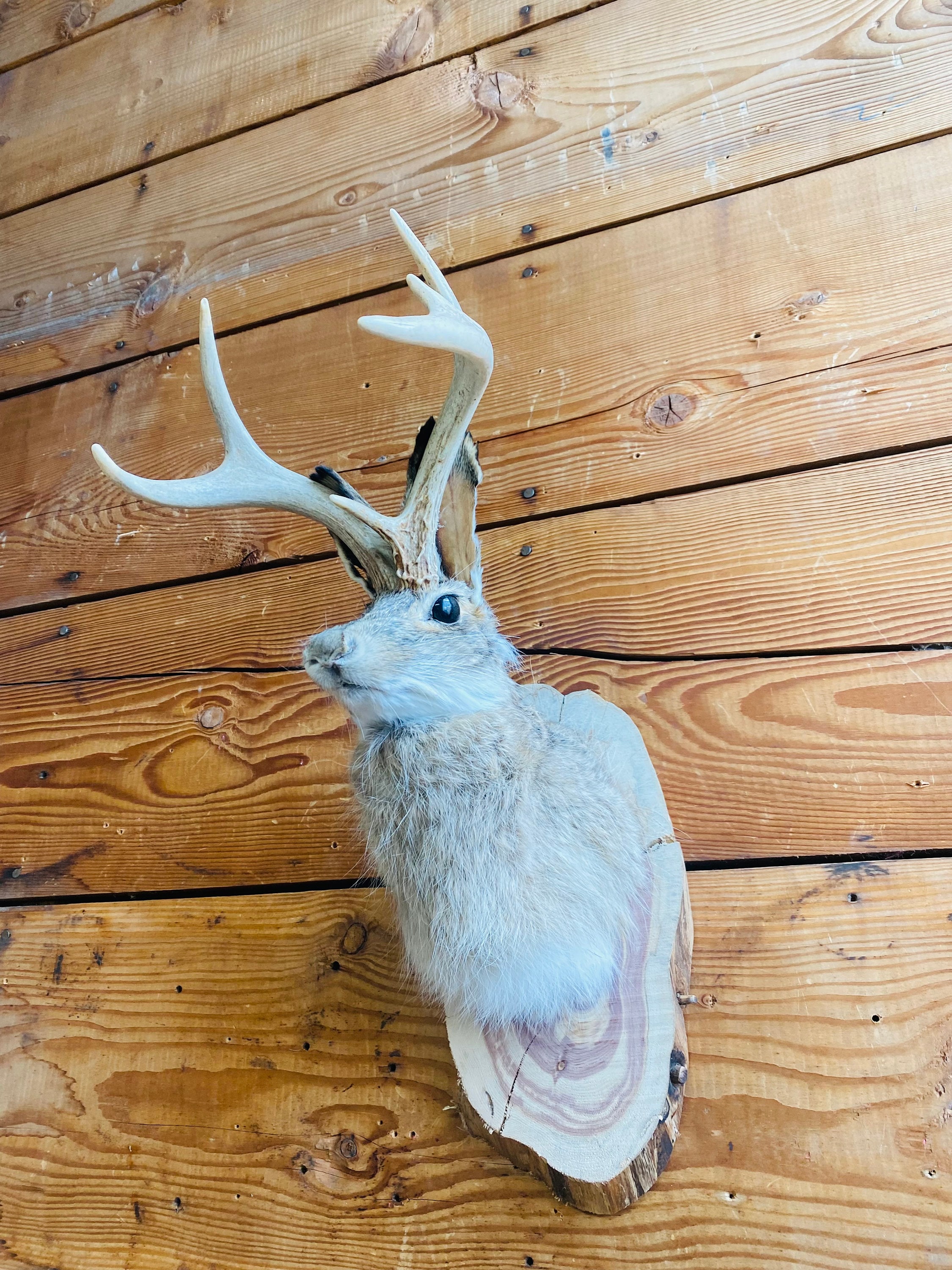 Jack Rabbits With Antlers