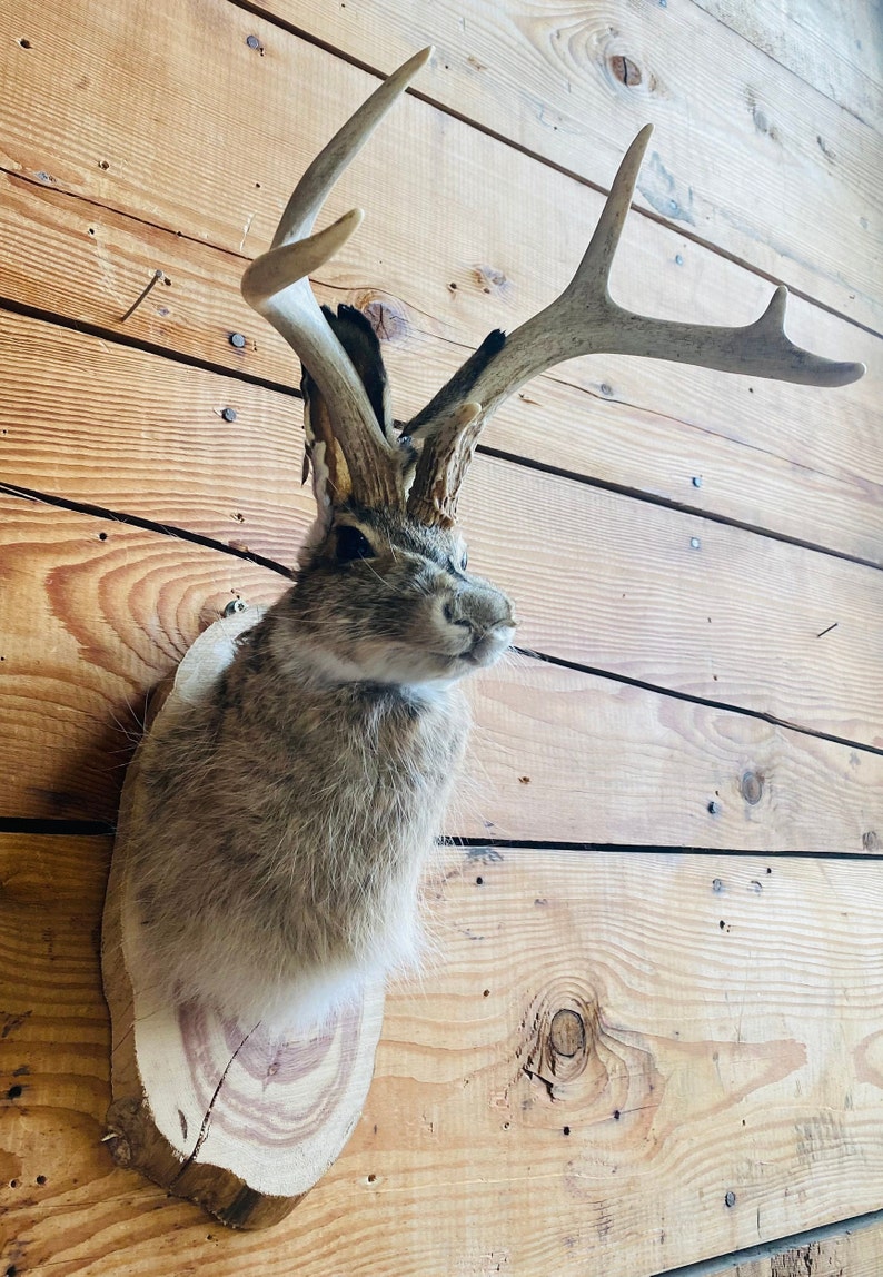Jack-a-lope Taxidermy Mount Rabbit Deer Hydrid Shoulder Mount Antlers ...