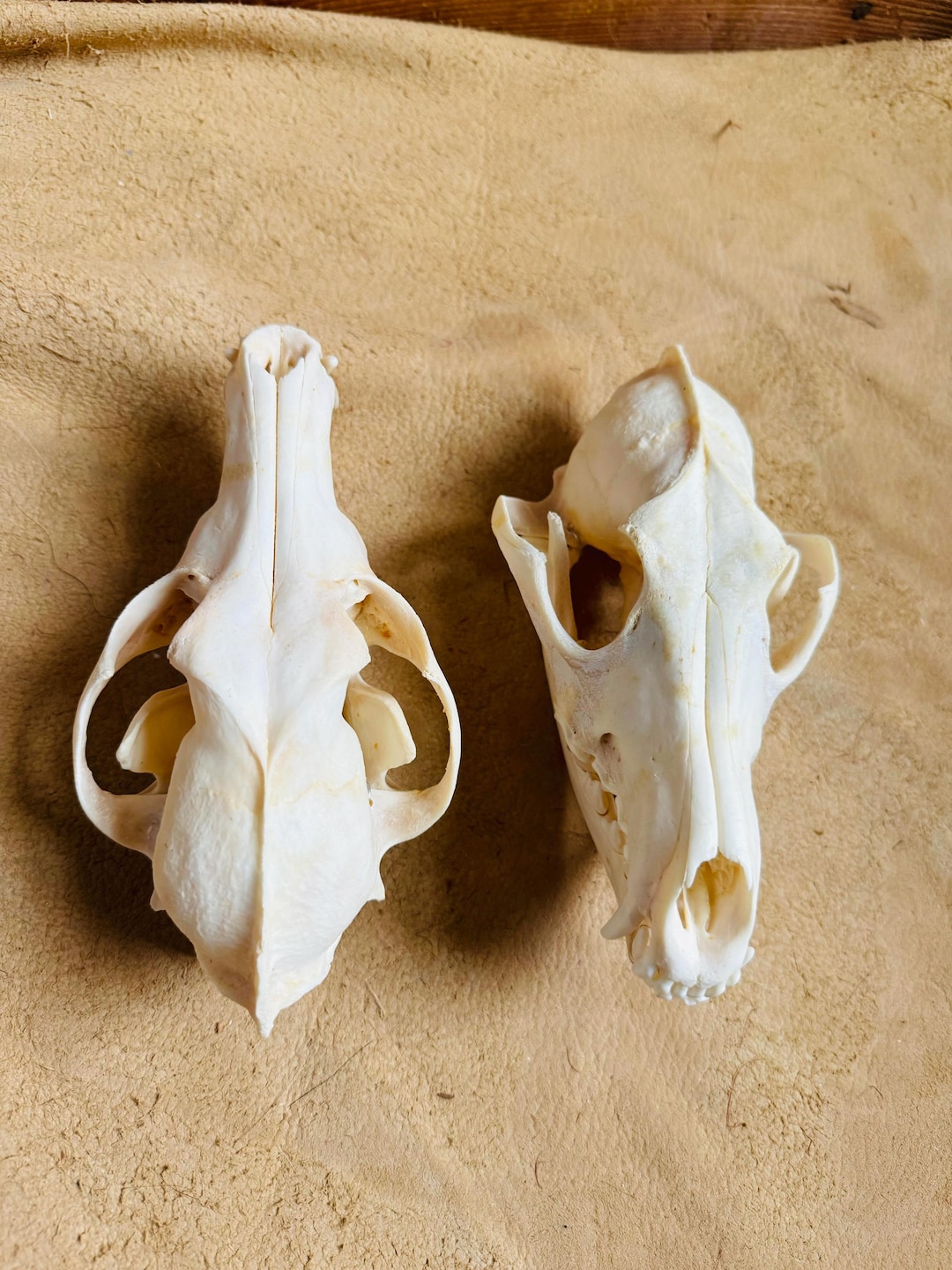 Authentic Coyote Skulls/ Real Bone All Natural Canis Latrans - Etsy