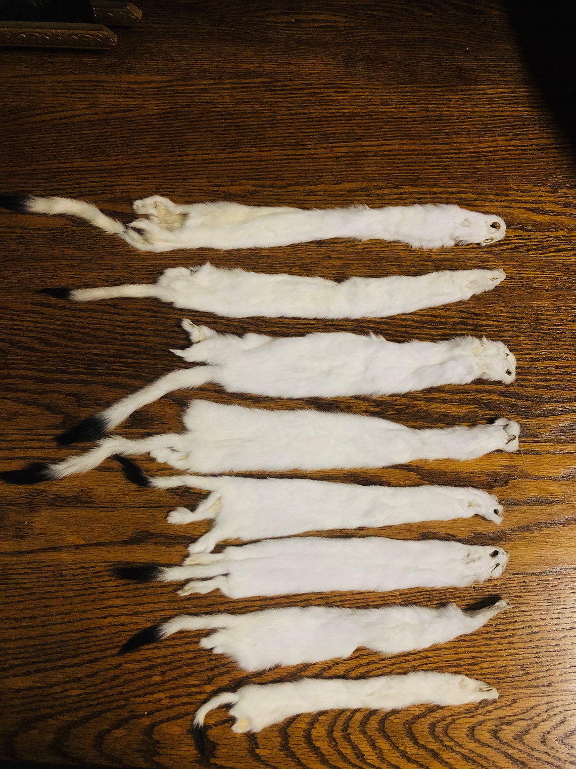 Tanned Fur - Ermine - Hides Pelts Skins Winter Long Tail Weasels 10 ...