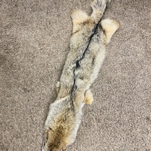 Western Coyote Hide Pelt - #1 Grade -tanned Fur Hides & Pelts - Dressed ...
