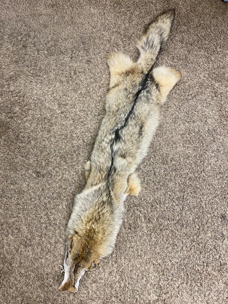 Western Coyote Hide Pelt - #1 Grade -tanned Fur Hides & Pelts - Dressed ...